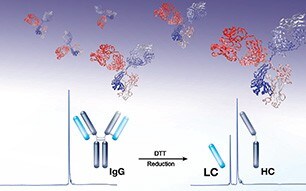Thermo Scientific MAbPac RP columns